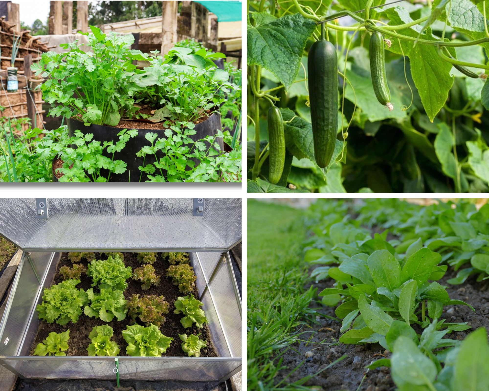 10 Fast Growing Vegetables To Grow On A Balcony For Fresh, Organic ...