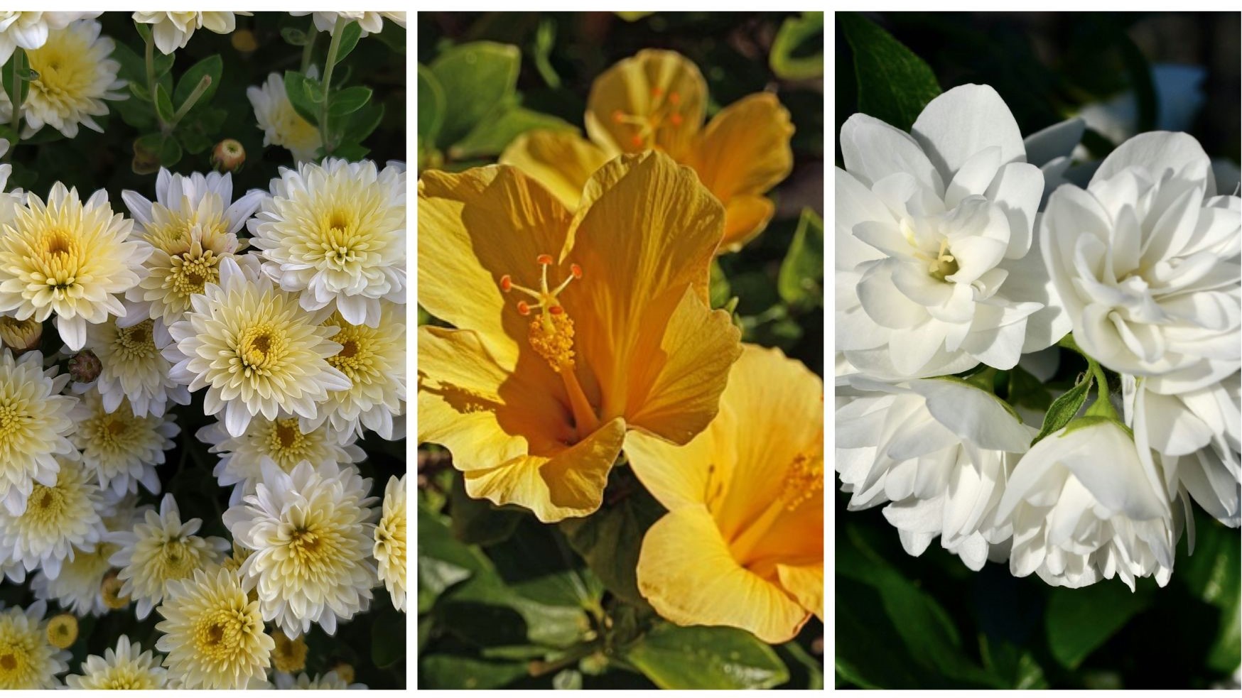 10 Amazing West-Facing Balcony Plants That Thrive In Evening Sunlight ...