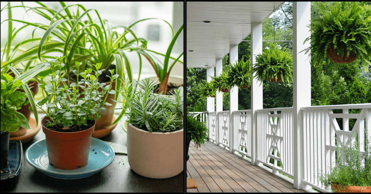 Top 10 Easy & Affordable Balcony Gardening Ideas That Will Blow Your ...