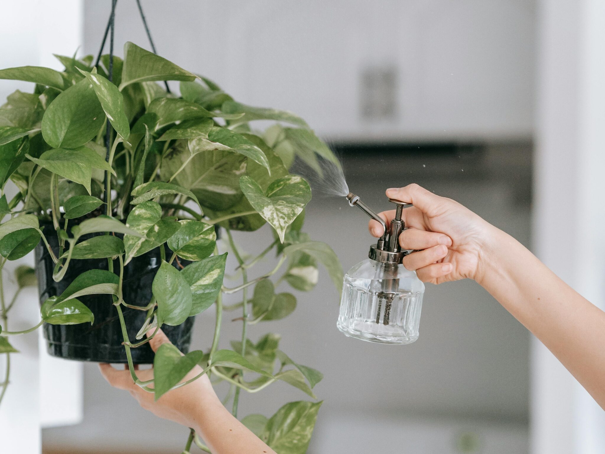 5 Balcony Plants That Are Secretly Ruining Your Space — Try These ...