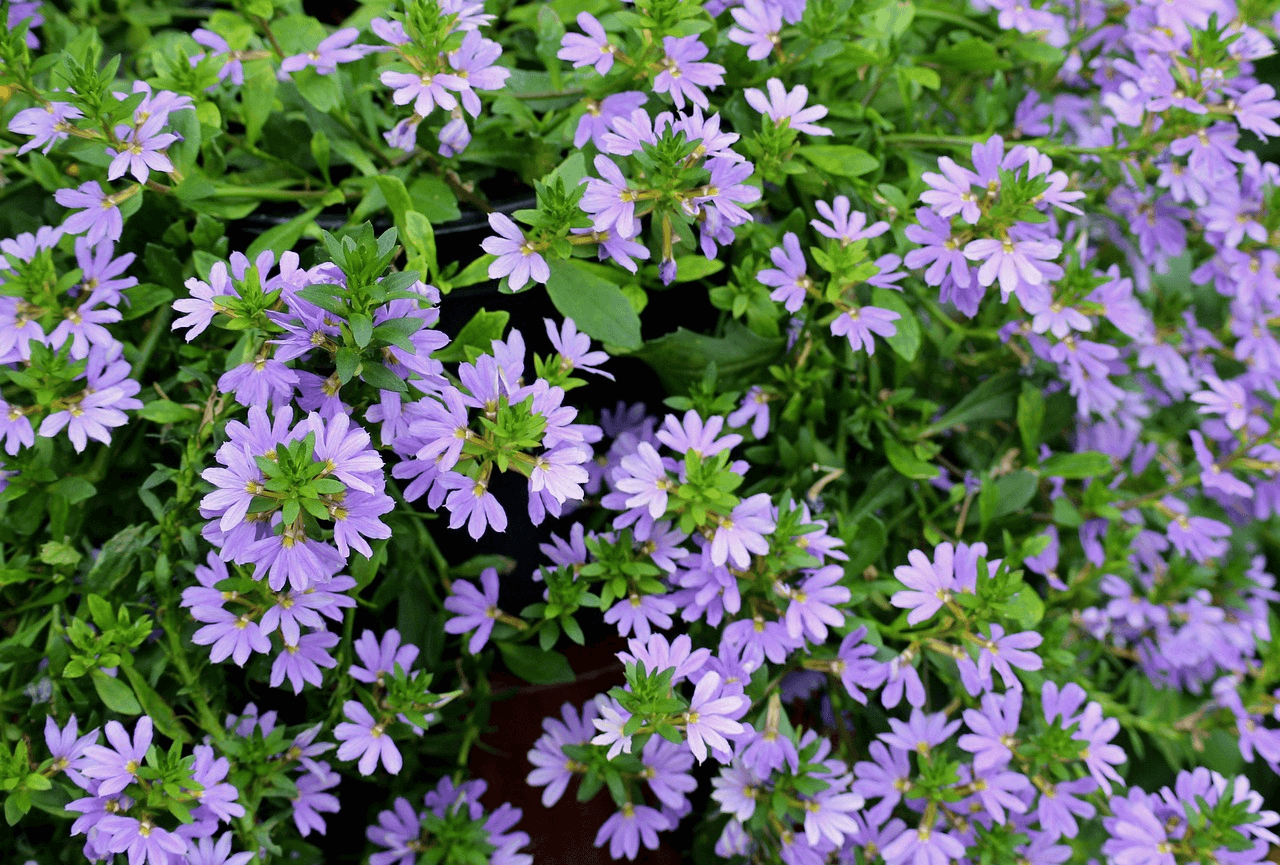 Scaevola (Fan Flower): The Easy Growing & Care Guide Behind Its Viral ...